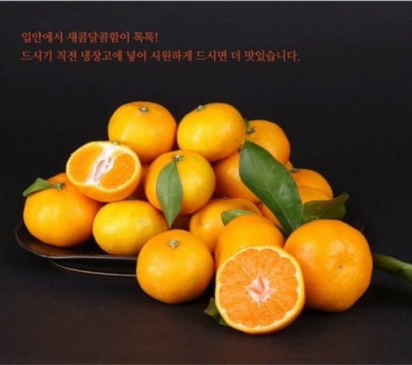 제주 서귀포 하례마을 노지감귤 3kg 5kg 10kg 골라담기 제주연가 - CJ프레시마켓